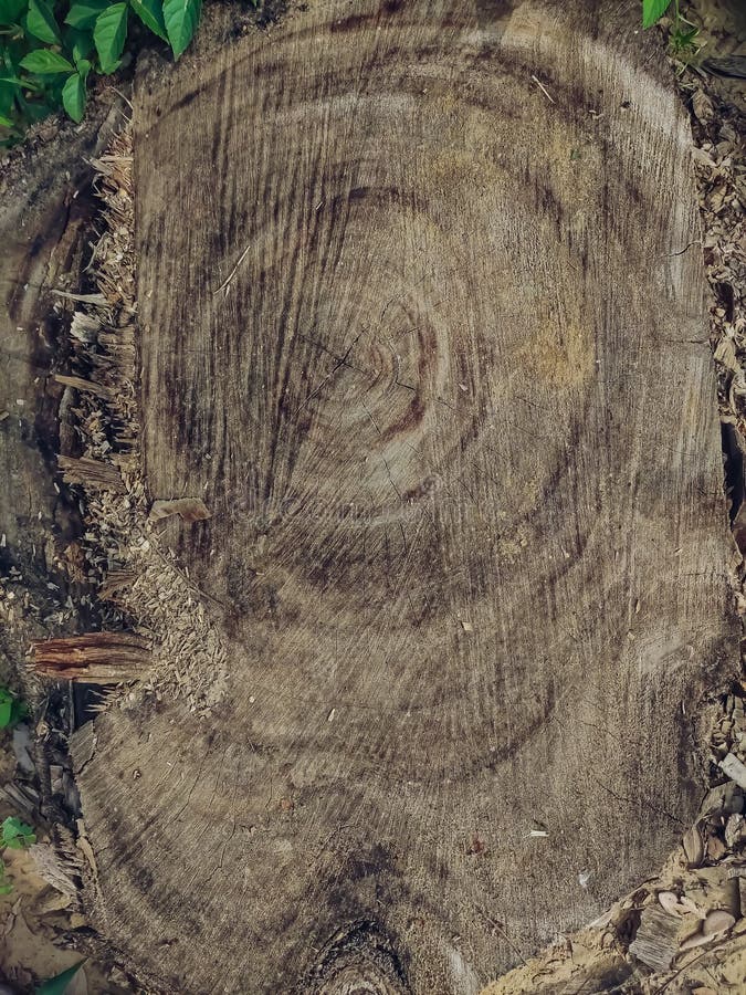 This is a Cutting Trees Trunk Surface Macro Shot in the Morning Stock ...