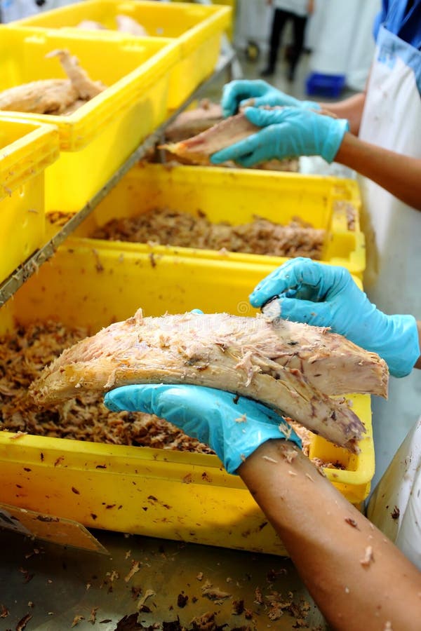 Tuna Fish in Can Processing in Factory Stock Image - Image of hawker ...