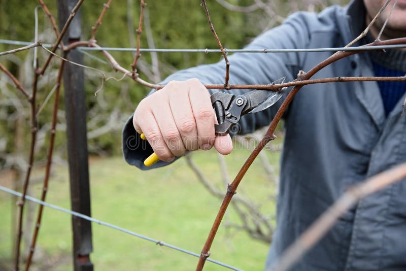 Cutting of the vine stock photo. Image of cutting, garden - 67748514