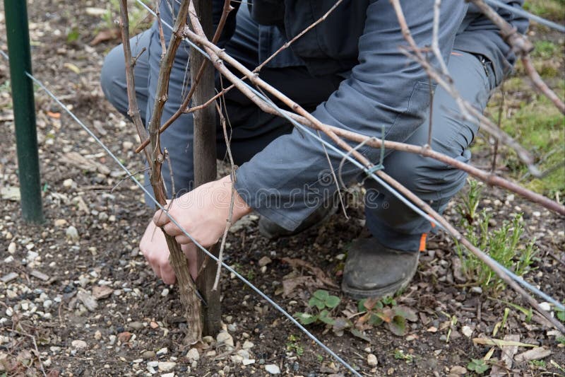 Pruning grapevine close-up stock photo. Image of pruning - 21268014