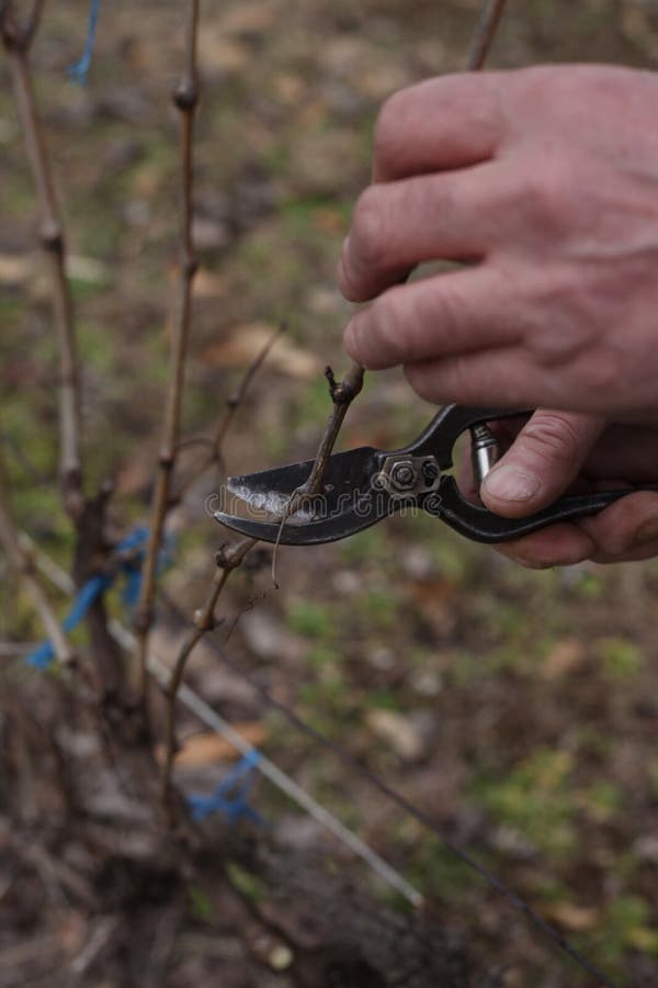 Cutting Grape Branches of the Vineyard Stock Photo - Image of tree ...