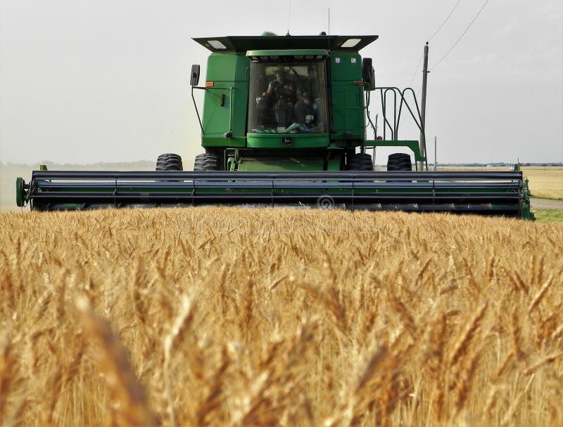 Cutting Wheat editorial image. Image of agriculture - 274701445