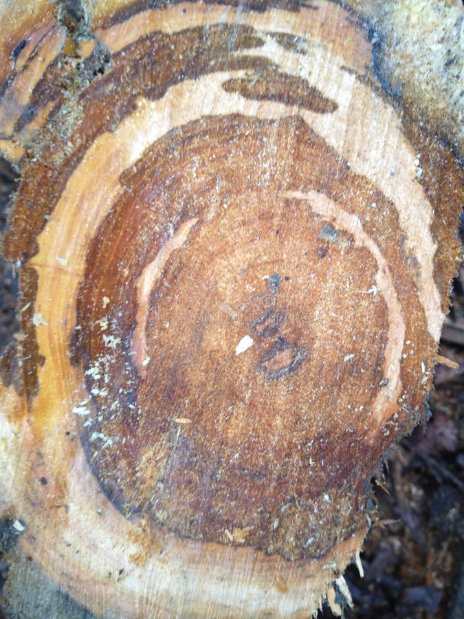 Cutting Wood Inside Log Cutting and Stacking Stock Image - Image of ...