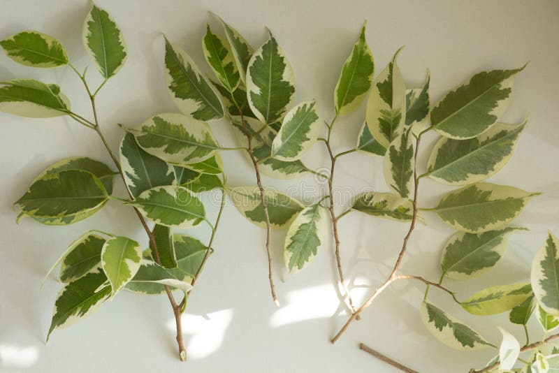 Graft Fig Tree Stock Photos - Free & Royalty-Free Stock Photos from ... Graft Fig Tree Stock Photos - Free & Royalty-Free Stock Photos from ...