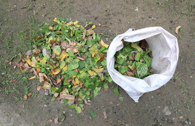 Cuttings Green Leaves Preparing for Organic Compost Stock Image - Image ...