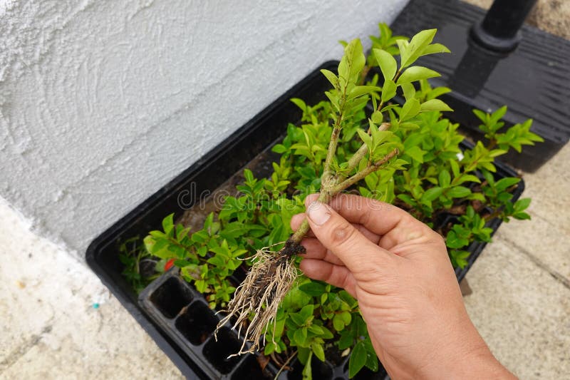 Cuttings with Roots of Privet Plant Held by Human Hand Stock Photo ...