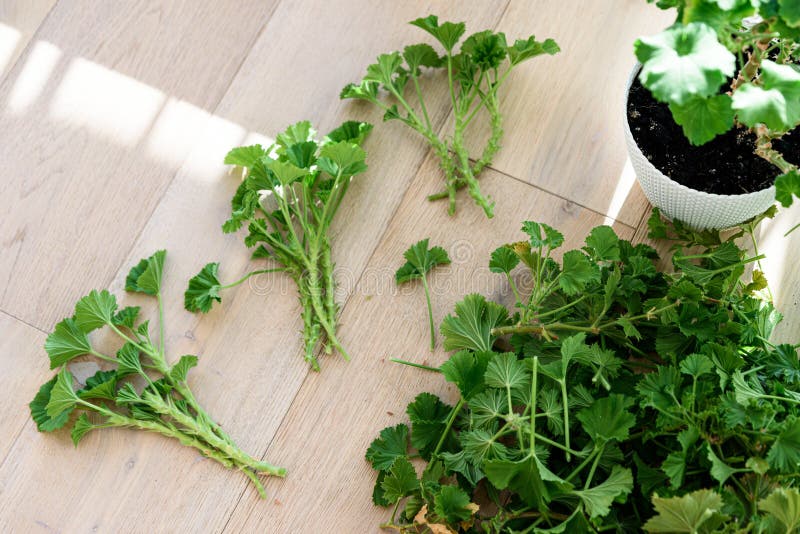 Cuttings and Shoots of Geranium and Pelargonium Plants Laying on Table ...