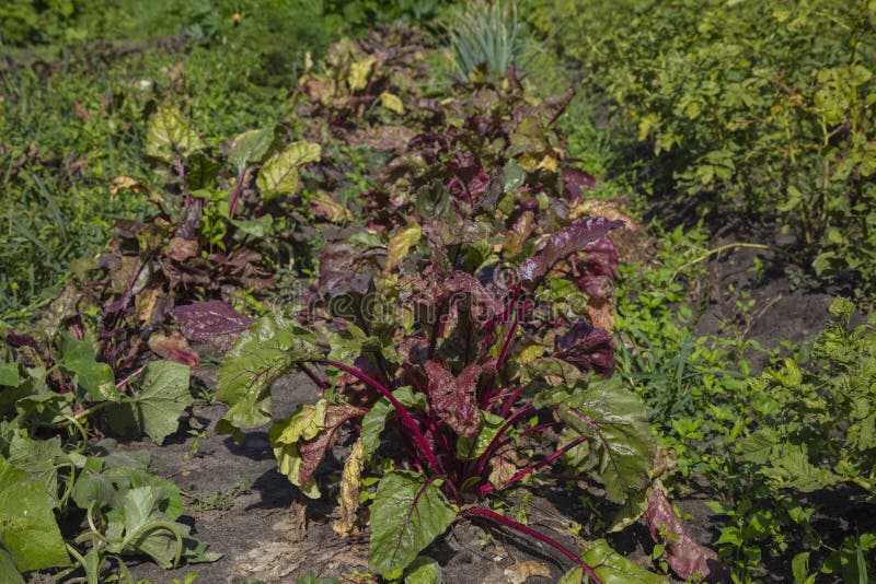 Cuttings in the Vegetable Garden, Red Beet Leaves Stock Image - Image ...