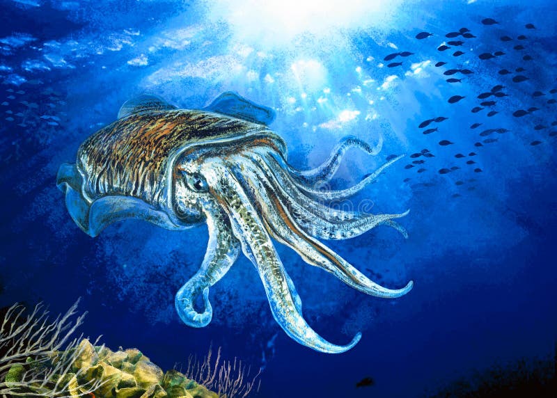 Cuttle Picture. Image: 7781313