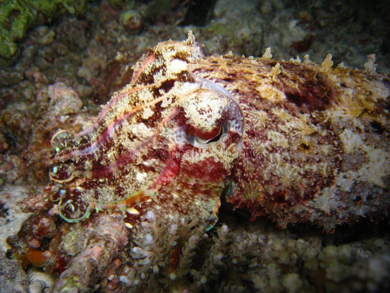 Cuttle fish stock photo. Image of underwater, lagoon, cuttle - 7530014