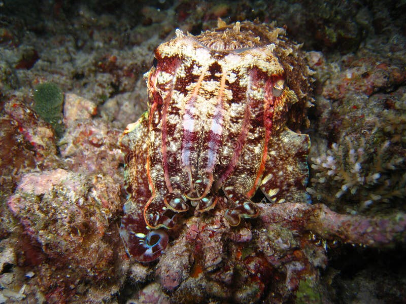 Cuttle fish stock image. Image of cuttle, maldives, encyclopedia - 7530047