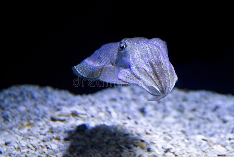 Cuttle Fish stock photo. Image of nature, ocean, water - 74521678