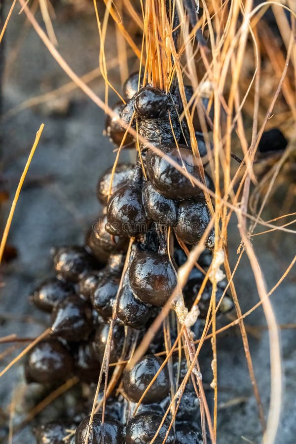 Cuttle Fish Eggs Macro Shot Hi Resolution Stock Photo - Image of eggs ...