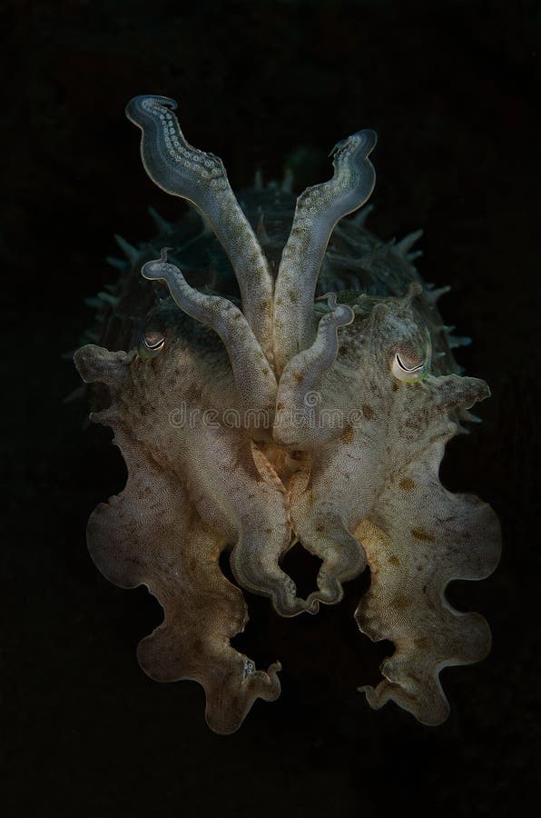 Cuttle fish (Sepia) stock photo. Image of anilao, camouflage - 78189748