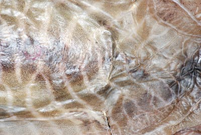 Cuttle fish skin texture stock photo. Image of nutritious - 13143004