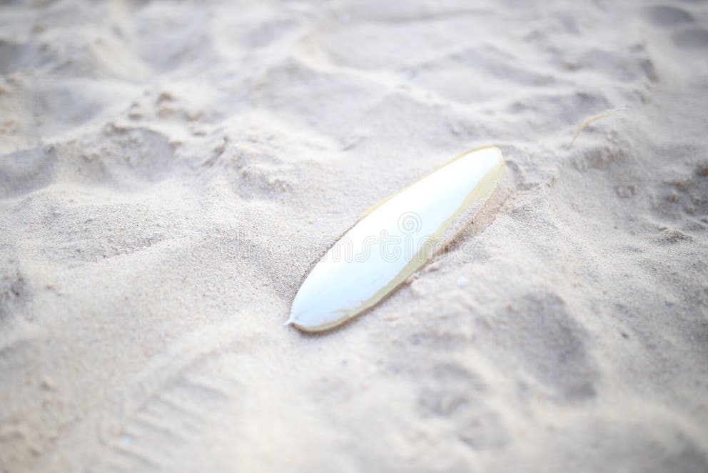 Cuttlebone stock image. Image of cuttlebone, beach, cuttlefish - 96814919