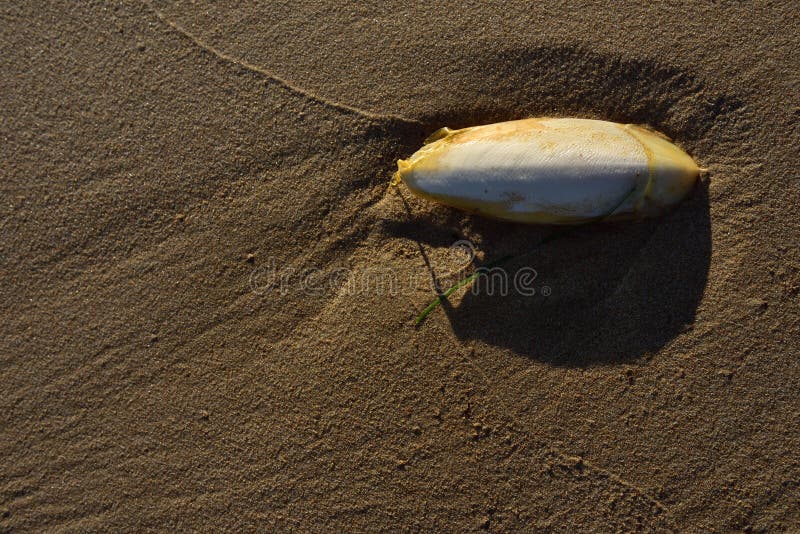 Cuttlefish bone stock photo. Image of oceans, marine - 60722102