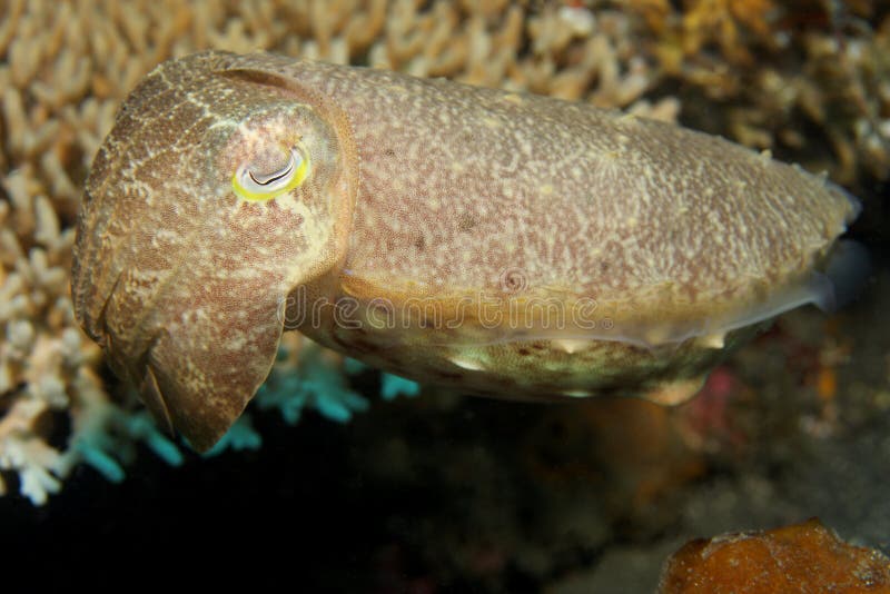Cuttlefish stock image. Image of lembeh, indonesia, life - 10984119