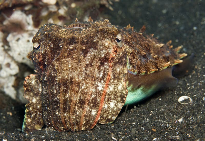 Cuttlefish stock image. Image of living, indo, animals - 11142205
