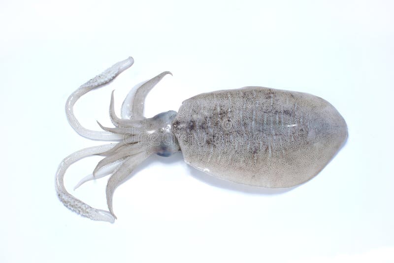 Cuttlefish stock photo. Image of squid, marine, pest - 12210076