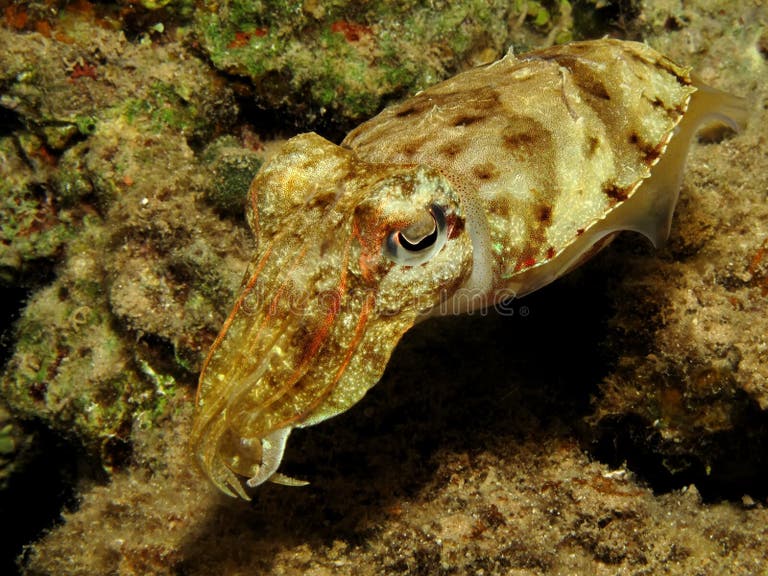 Cuttlefish stock image. Image of cuttle, fish, dive, nature - 16422181