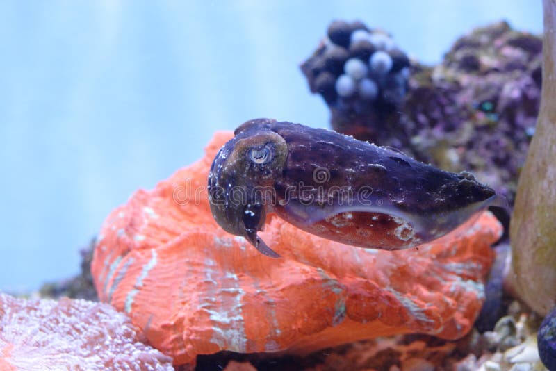 Cuttlefish stock photo. Image of nature, invertebrate - 18210984