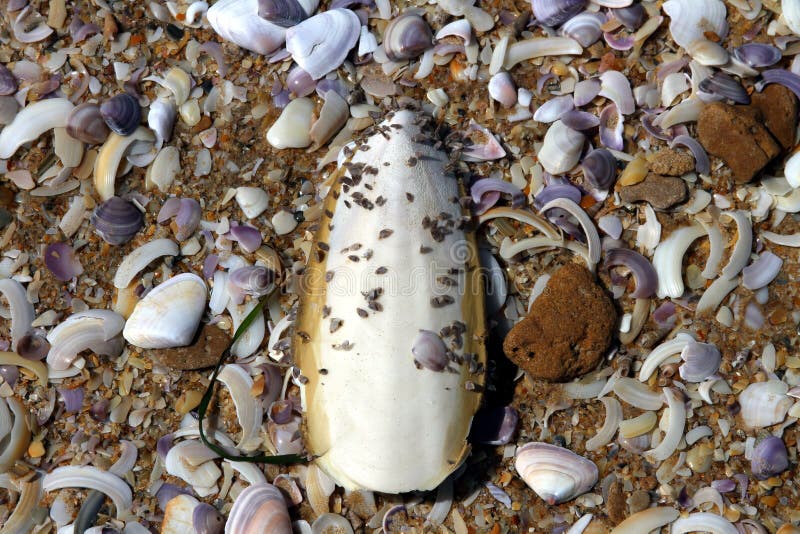 Cuttlefish stock photo. Image of beach, water, australia - 18248098