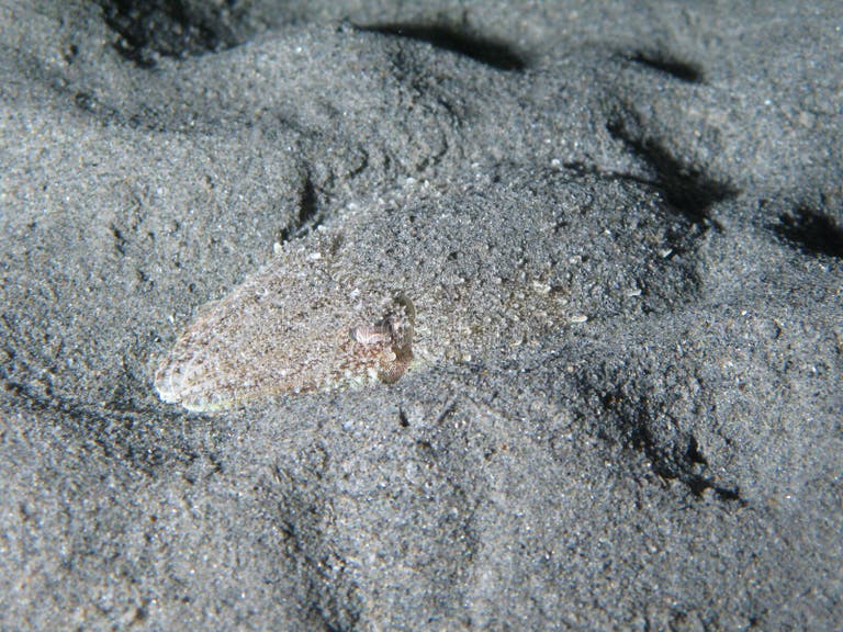 Cuttlefish stock image. Image of sand, life, dept, concealment - 21230299