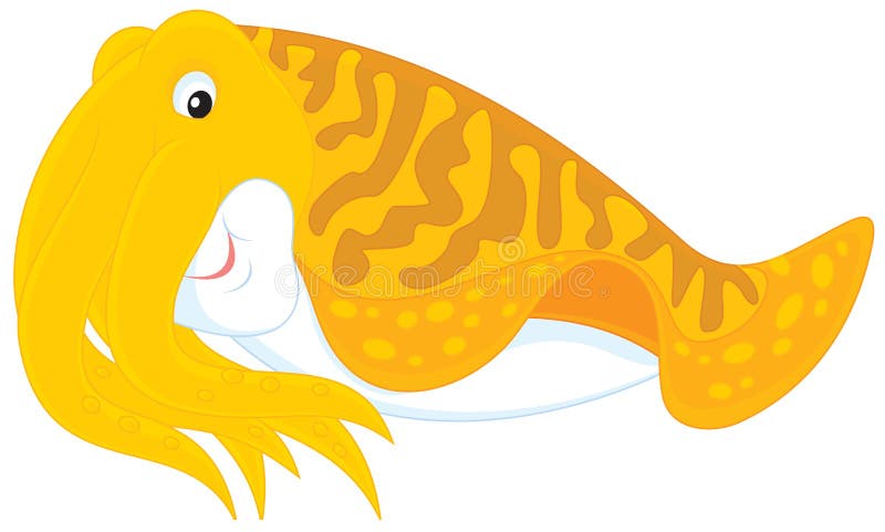 Cuttlefish stock vector. Illustration of cuttle, little - 24449998