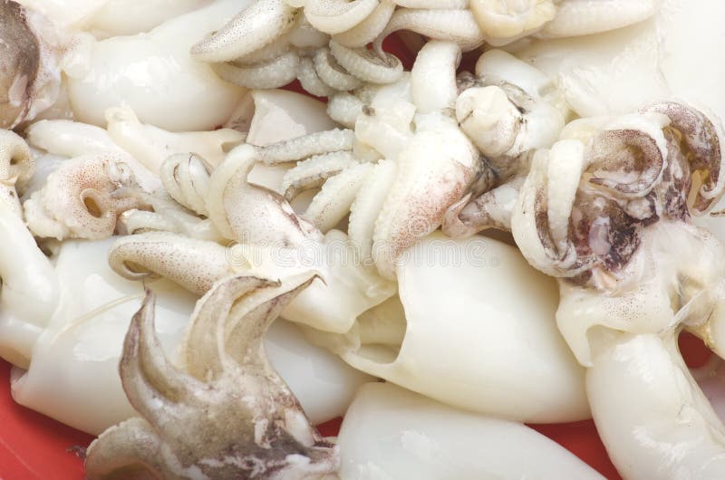 Cuttlefish stock photo. Image of hungry, squid, roast - 25304238