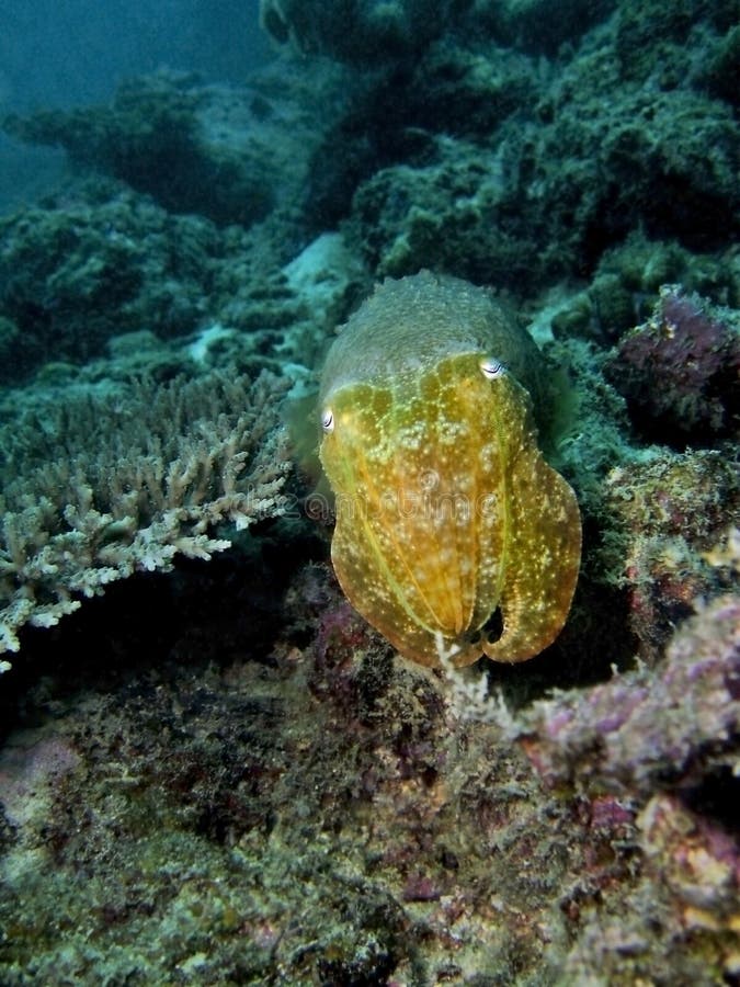 Cuttlefish stock image. Image of marine, underwater, ocean - 2680209