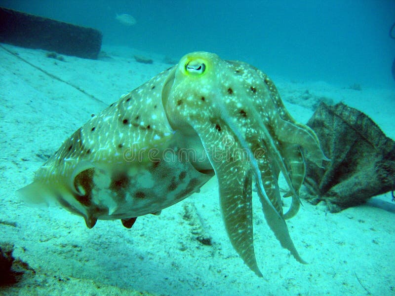 Cuttlefish stock image. Image of glide, cuttlefish, intelligent - 29795