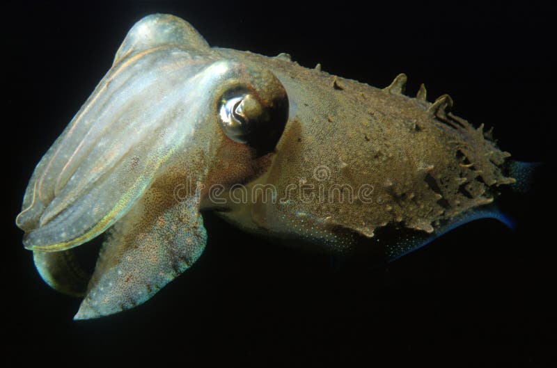 Cuttlefish in deep ocean stock photo. Image of cuttlefish - 42868588