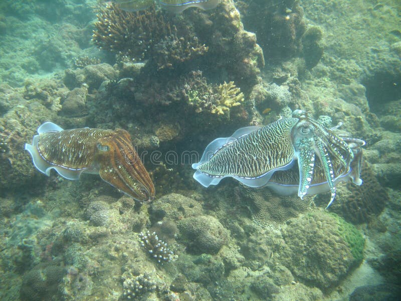 Cuttlefish stock photo. Image of invertebrate, seabed - 4063040