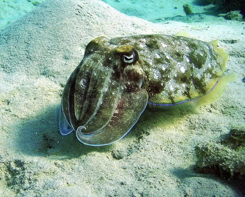 Cuttlefish stock image. Image of squid, fish, cuttle, leucophores - 6570819