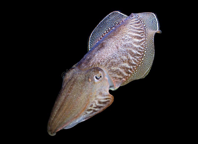 Cuttlefish stock image. Image of squid, fish, cuttle, leucophores - 6570819
