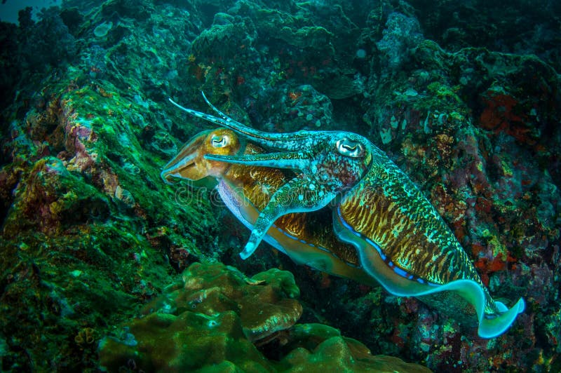 Cuttlefish stock image. Image of cephalopoda, class, arms - 578583
