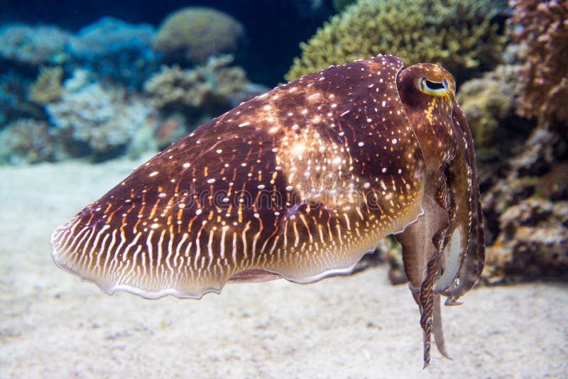 Cuttlefish in aquarium stock image. Image of frilly, diving - 42637297