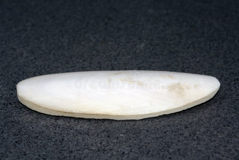 Cuttlefish bone stock photo. Image of sepia, gray, supplement - 2682300