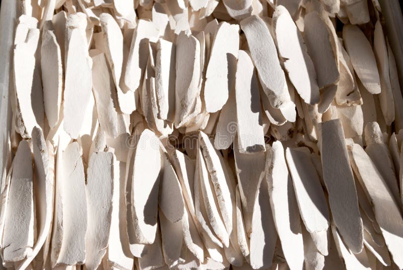 Cuttlefish bone stock photo. Image of oceans, marine - 60722102