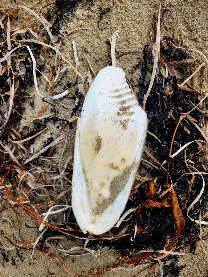 Cuttlefish Bone with Dolphin Hunting Marks Stock Photo - Image of giant ...