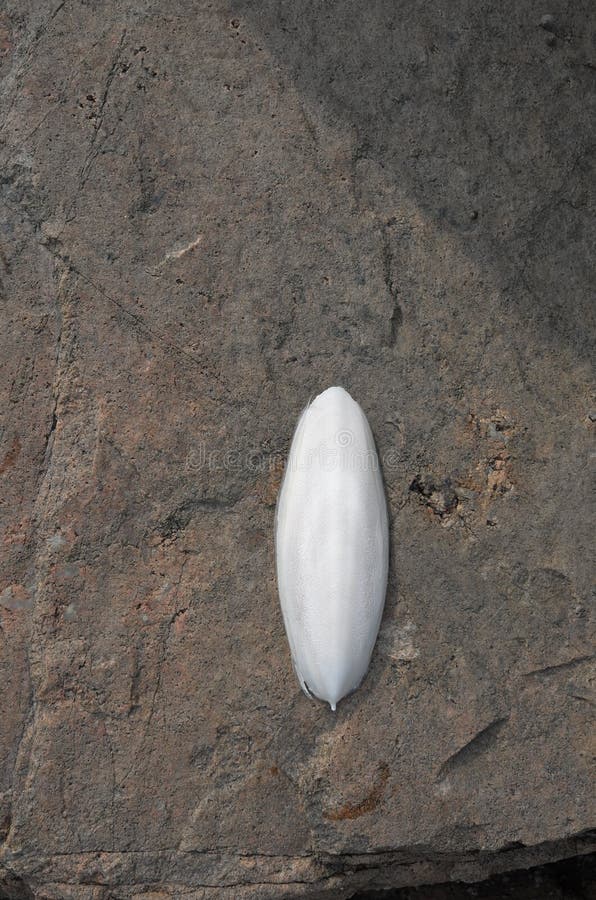 Cuttlefish Bone Found at Tidal Beach Stock Photo - Image of remains ...