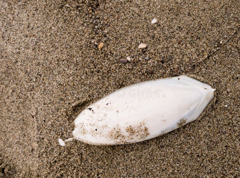 Cuttlefish Bone on Seashore, Beach Stock Image - Image of sandy, jetsam ...