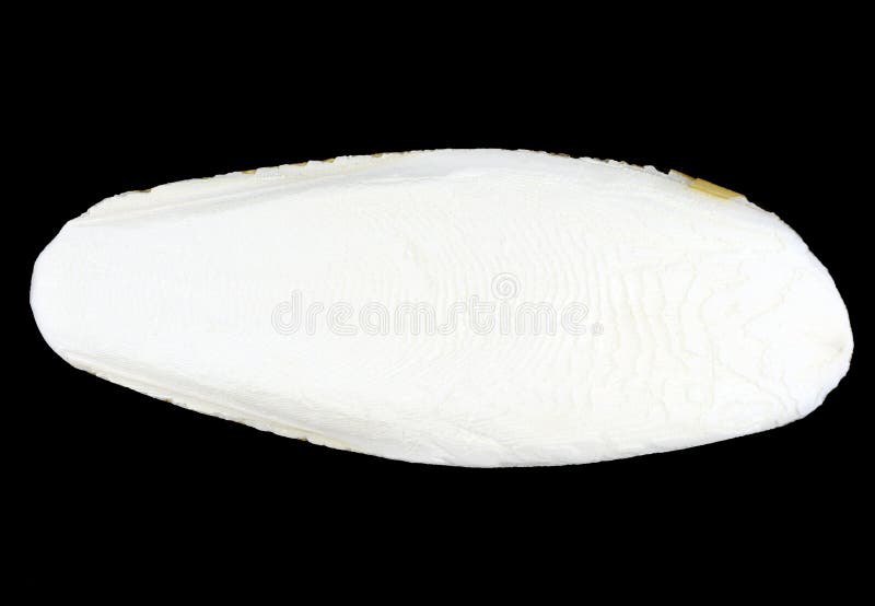 Cuttlefish bone stock photo. Image of oceans, marine - 60722102