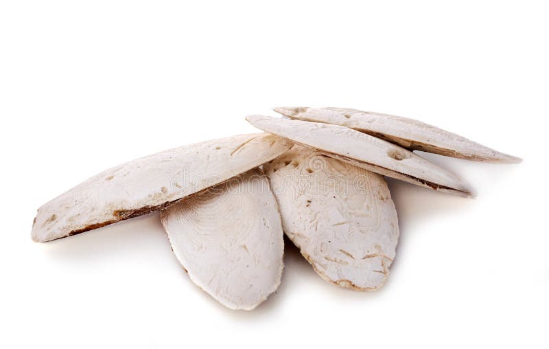 Cuttlefish bone stock photo. Image of oceans, marine - 60722102