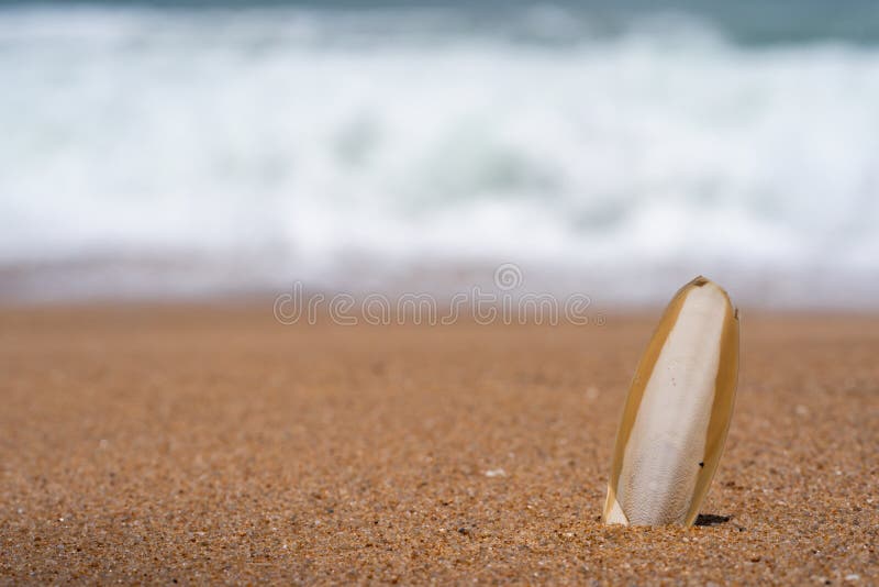 Cuttlefish Bone Wedged in the Sand on the Beach Stock Image - Image of ...