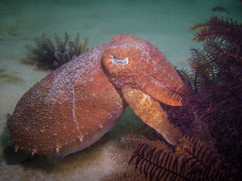 Cuttlefish on the bottom stock photo. Image of hiding - 97376206