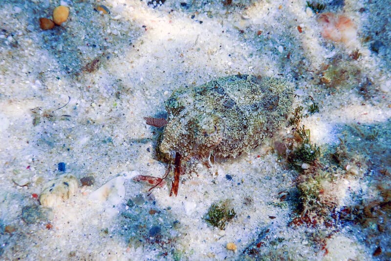 Cuttlefish Camouflage. Cuttlefish Swimming Underwater Stock Photo ...