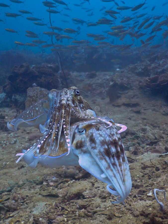 Cuttlefish stock image. Image of detail, water, asia - 44904481