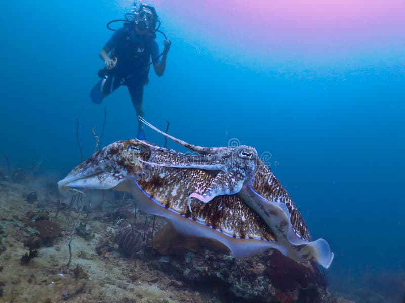 Cuttlefish stock image. Image of close, closeup, thailand - 44904495